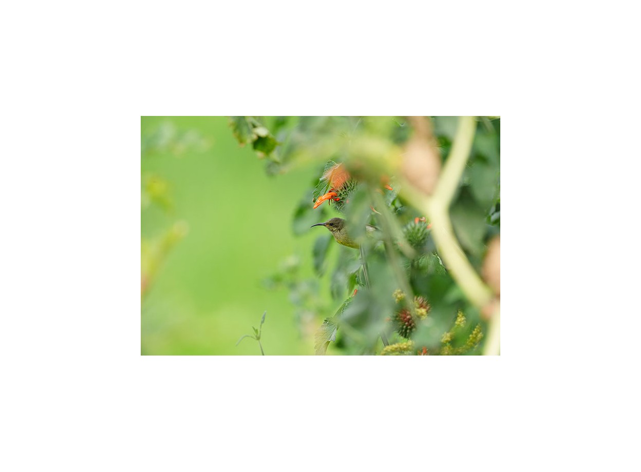 Sony A9 III Body (A93) Chính hãng | Máy ảnh A9III Giá tốt - Trả góp 0%